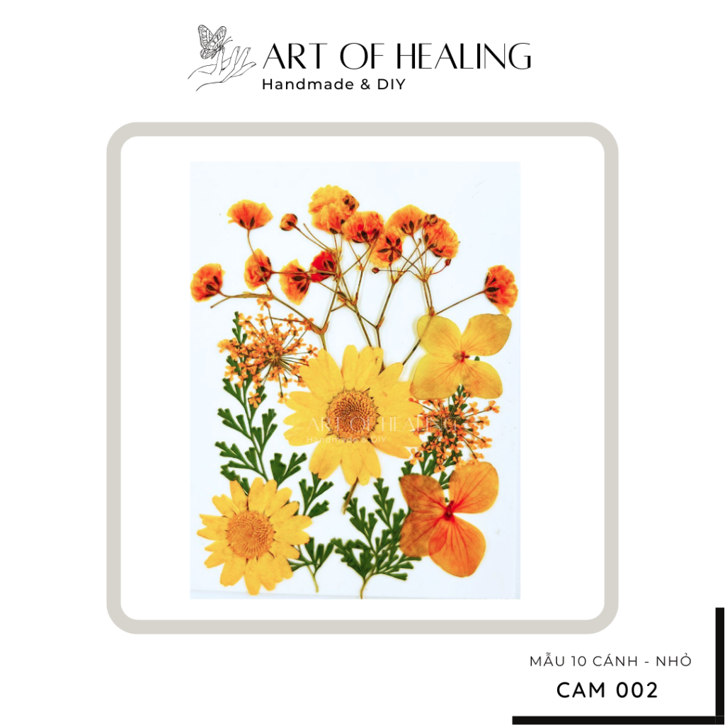 [AOH - Art of Healing] Set hoa ép khô các loại trang trí nến, resin, sổ ...