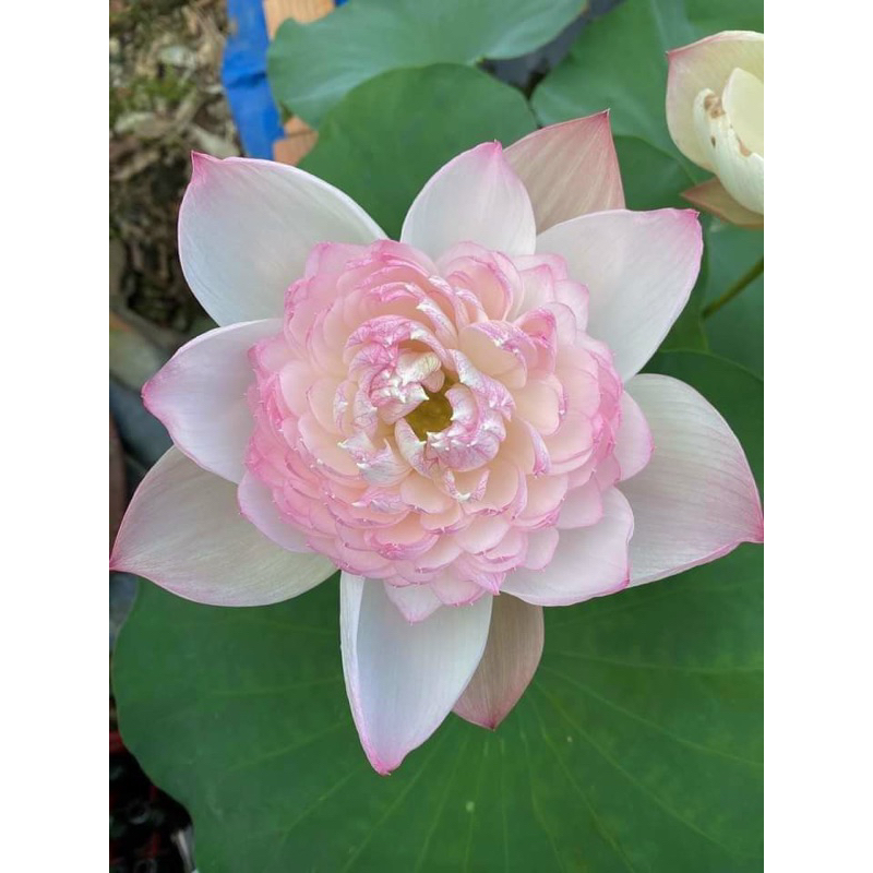 củ sen super lotus | Shopee Việt Nam