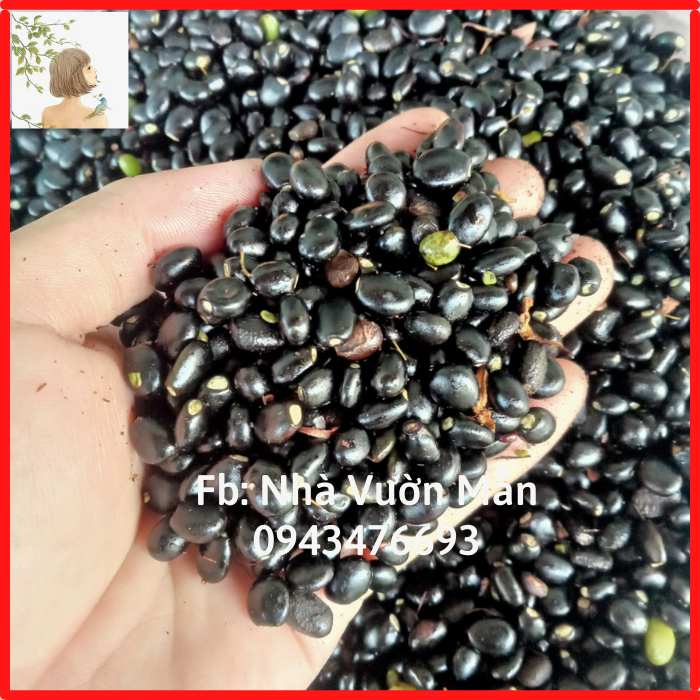 500g Hạt Hoa Mai Vàng 8-12 Cánh | Shopee Việt Nam