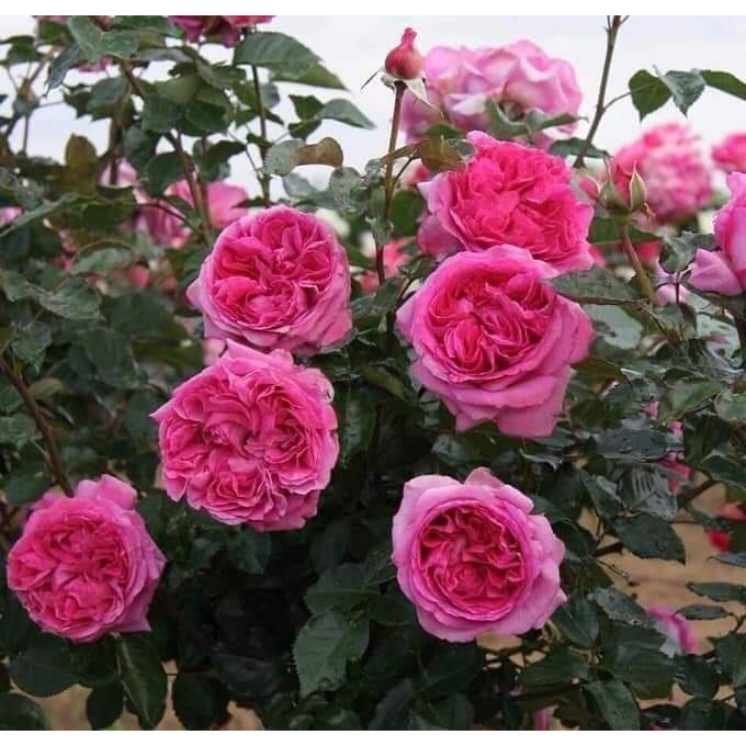 Gốc Hoa hồng Bernadette Lafont rose rất thơm | Shopee Việt Nam