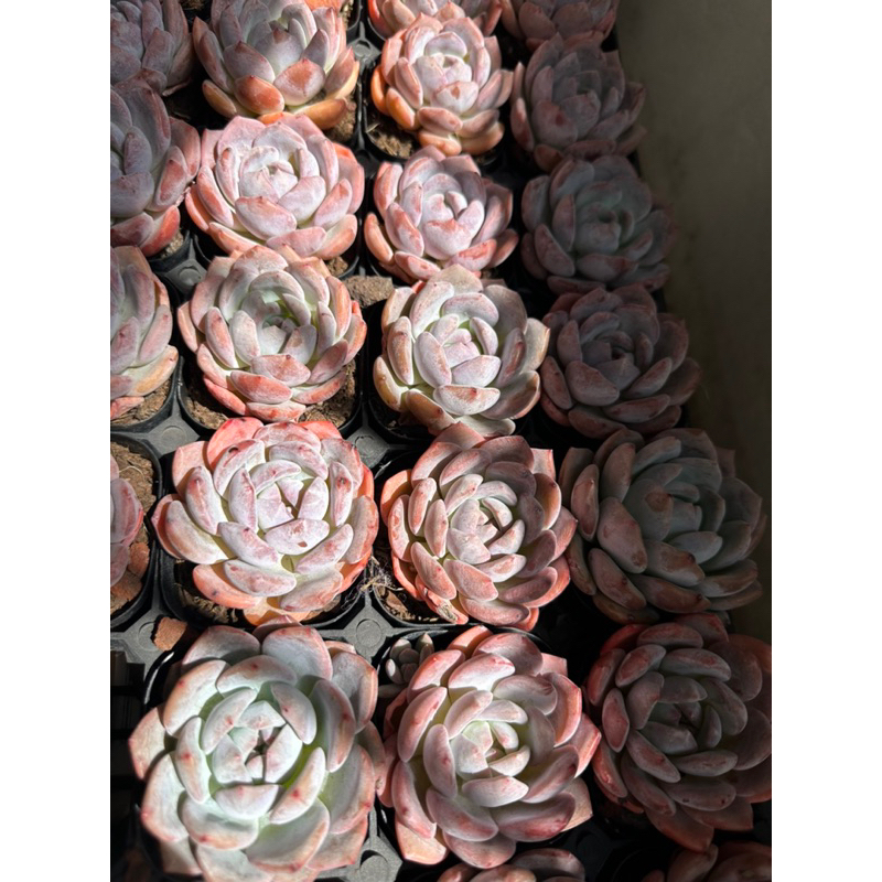 Sen đá monroe hồng | Shopee Việt Nam