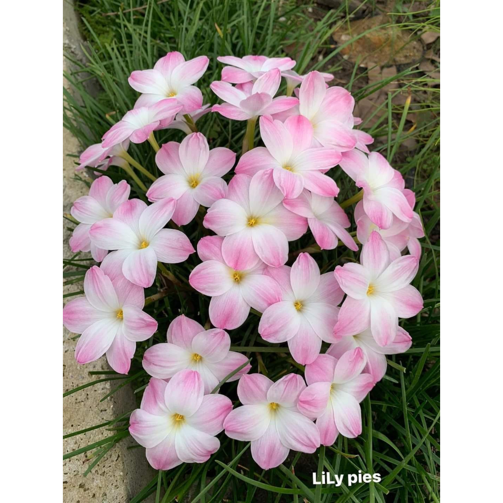 Củ huệ mưa Lily Pies | Shopee Việt Nam