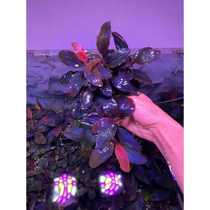 bucep moon light long leaf 600k/1 thân to | Shopee Việt Nam