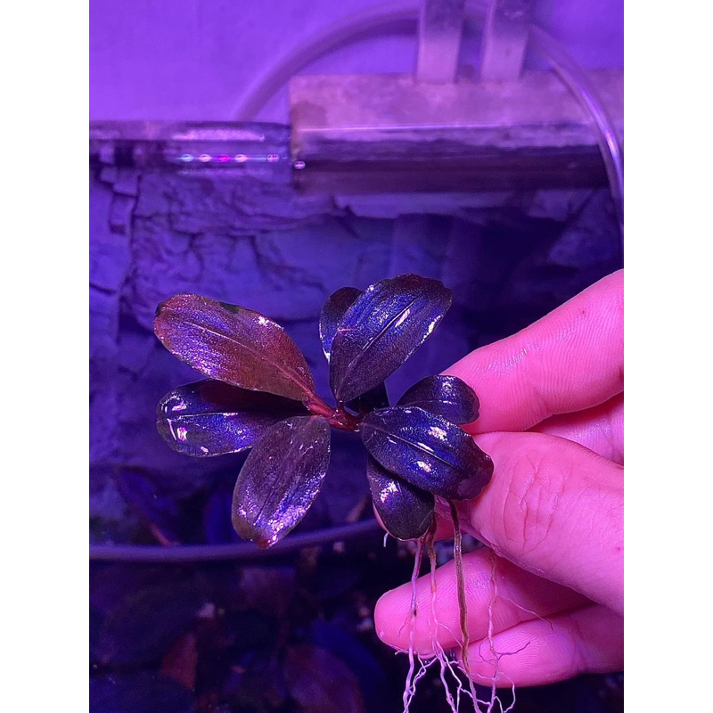 bucep Huyền Vũ 200k/1 thân | Shopee Việt Nam