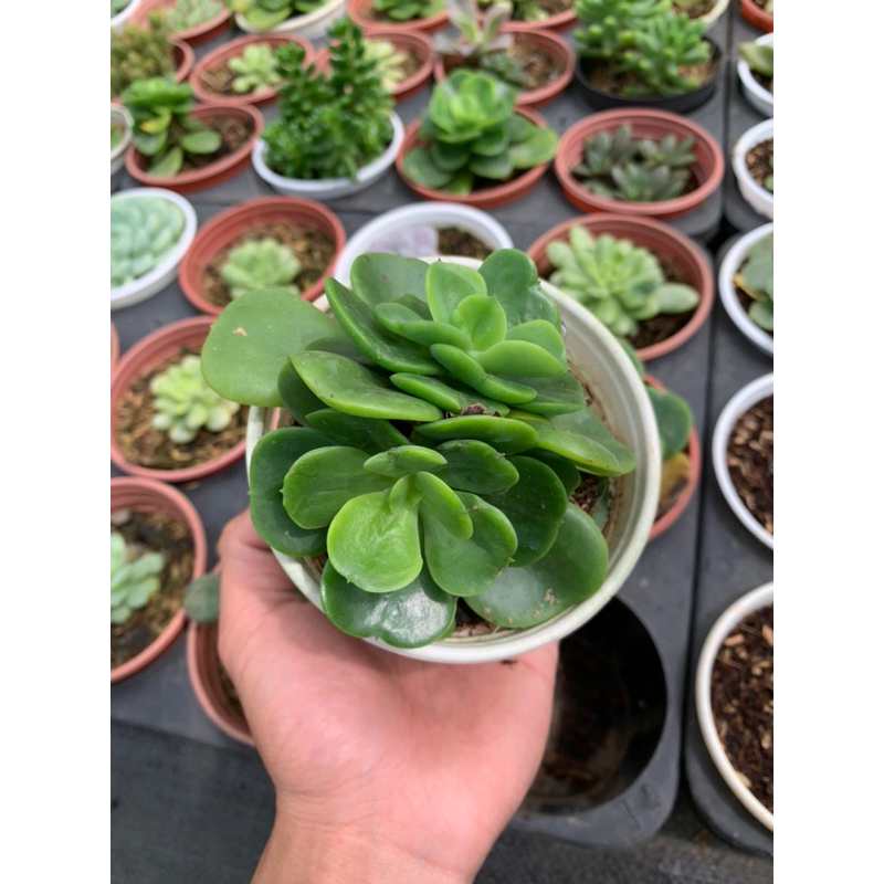 Cây Sen Đá ( Bèo Pháp ) | Shopee Việt Nam