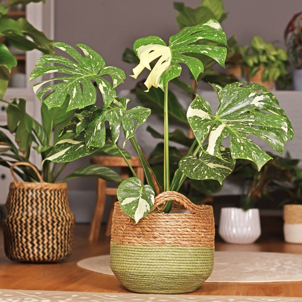 Monstera Deliciosa Thai Constellation - Trầu bà Nam Mỹ đột biến - Mons ...