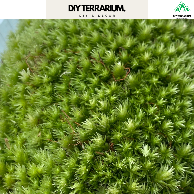 Rêu Đầu Trắng ( WhiteCushion Moss) Trang Trí Bình Terrarium - Hộp 12x8 ...