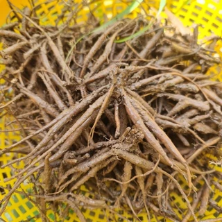 Củ sâm đất - Giá Tốt, Miễn Phí Vận Chuyển, Đủ Loại | Shopee Việt Nam