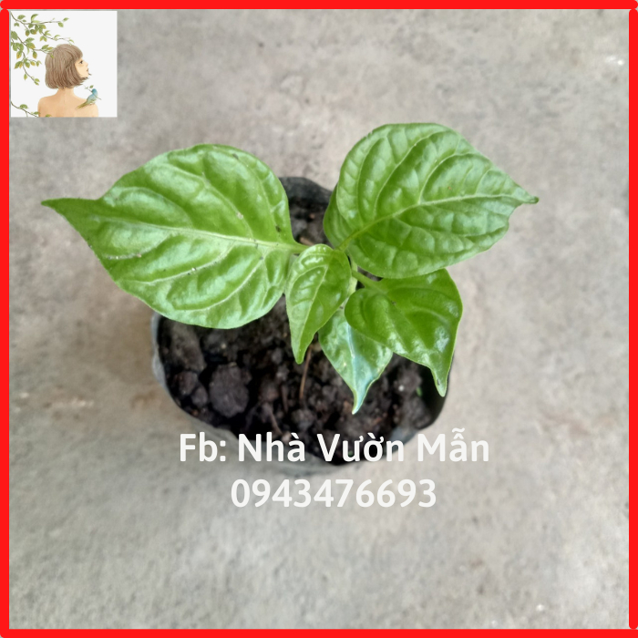 Cây (2 tháng) Ớt Carolina Reaper Red | Shopee Việt Nam