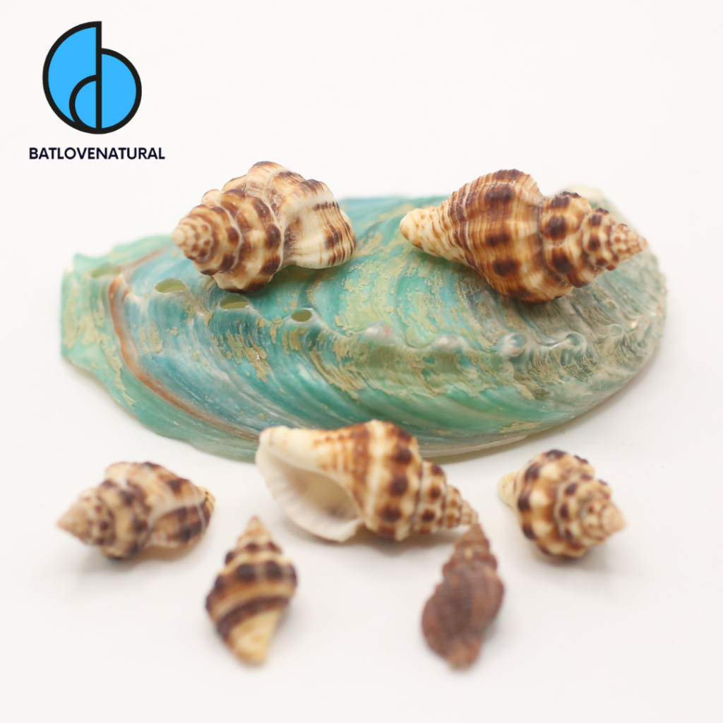 Vỏ ốc Austrofusus Glans - Vỏ ốc mượn hồn - Vỏ ốc trang trí nhiều kích thước nhỏ vừa lớn | Shopee ...