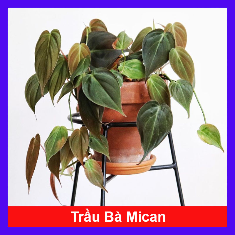 Cây Trầu Bà Mican ( Philodendron micans ) - cây trồng trong nhà mang lại vẻ đẹp sang trọng quyến ...