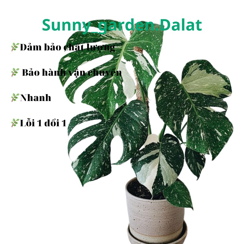 Chậu cứng Monstera Thai cons - Trầu bà Thaicons | Shopee Việt Nam
