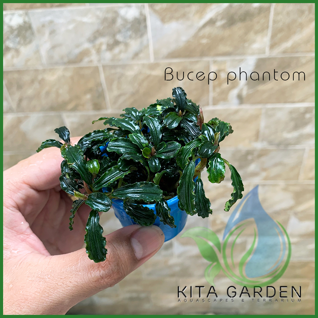 Bucep Tím Mini Phantom | Bucephalandra TM | Cây Thủy Sinh Giá Thể ...