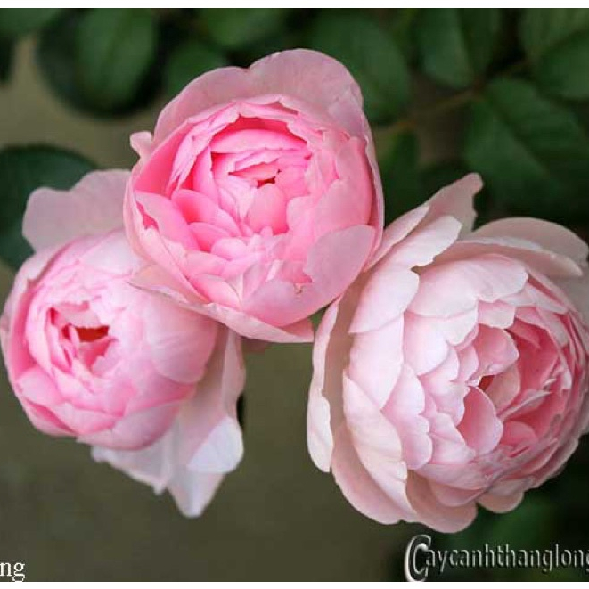 Hoa hồng Plume Rose - hồng leo, màu hồng, form cúp | Shopee Việt Nam