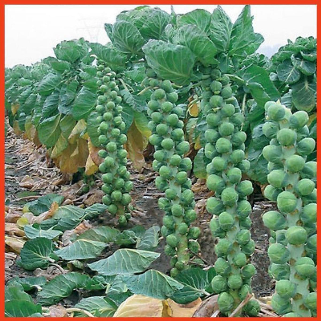 Chậu cây giống bắp cải tí hon Brussels - thegioiraumam | Shopee Việt Nam