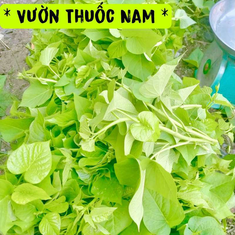 Combo 50 cành giống rau lang nhật siêu ngọn ( 35 đến 40 cm ) nhánh rau ...