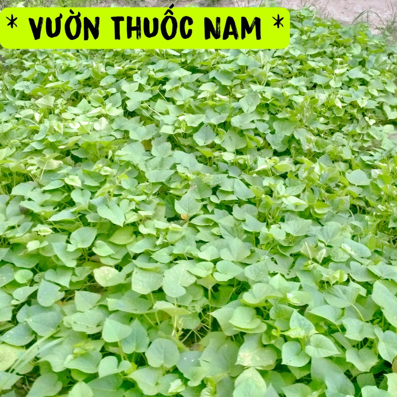 Combo 50 cành giống rau lang nhật siêu ngọn ( 35 đến 40 cm ) nhánh rau ...
