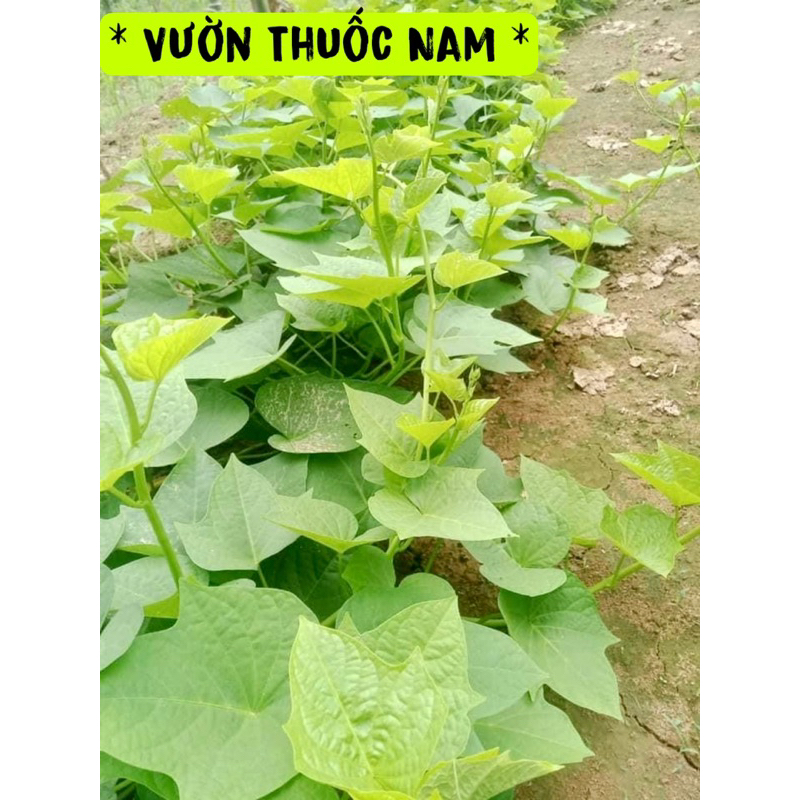 Combo 50 cành giống rau lang nhật siêu ngọn ( 35 đến 40 cm ) nhánh rau ...