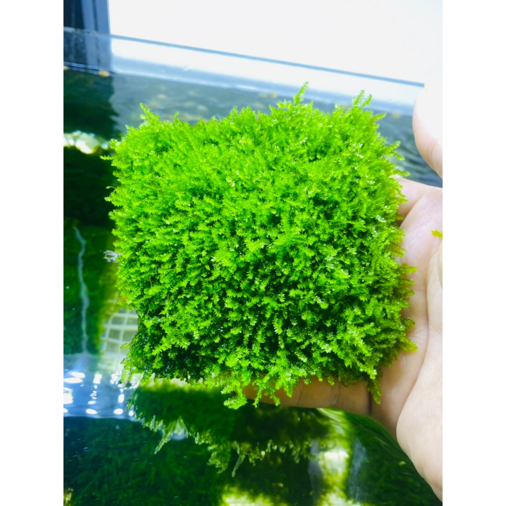 Rêu Mini Taiwan - Rêu Flam - Us FISS Vĩ 8*8- Rêu Thuỷ Sinh Dán Bonsai ...
