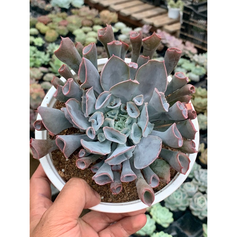 sen đá trumpet tím size tô 14cm | Shopee Việt Nam