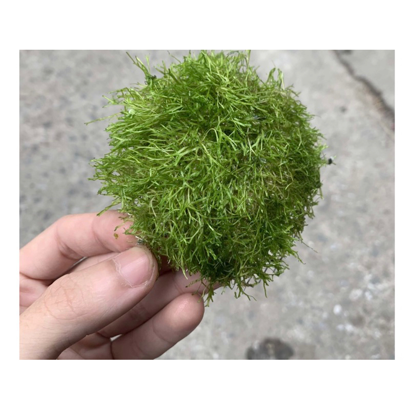 Rêu thuỷ sinh mini taiwan | Pelia | weeping Sin | us fiss | flame ...