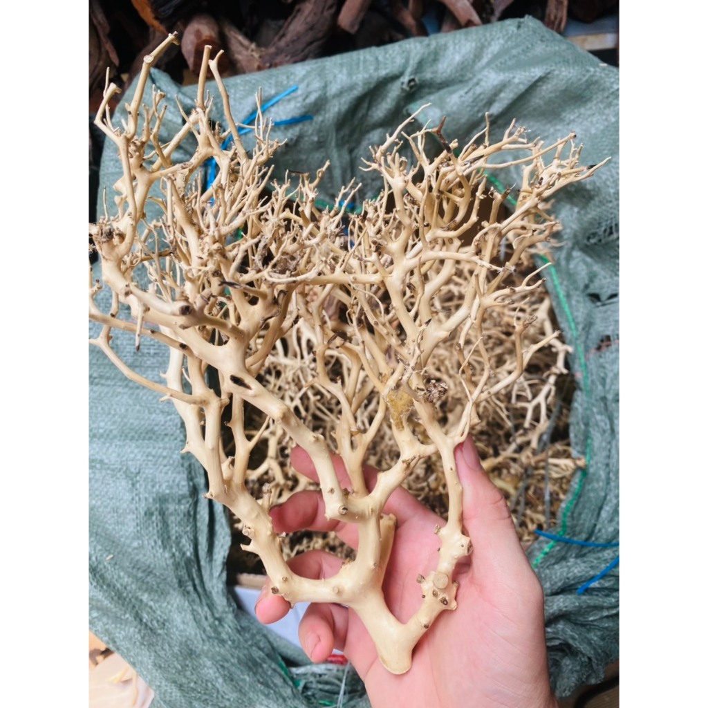 LŨA XƯƠNG CHÙM, TÁN QUÝT, TÁN ĐẸP, DÙNG SETUP TÁN CÂY BONSAI, HỒ CÁ ...