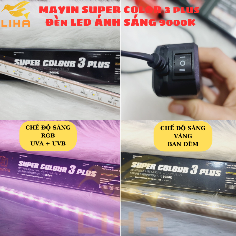Đèn Led MAYIN Cá Rồng Huyết Long/Bối Vàng - Mayin Super Colour, Plus ...