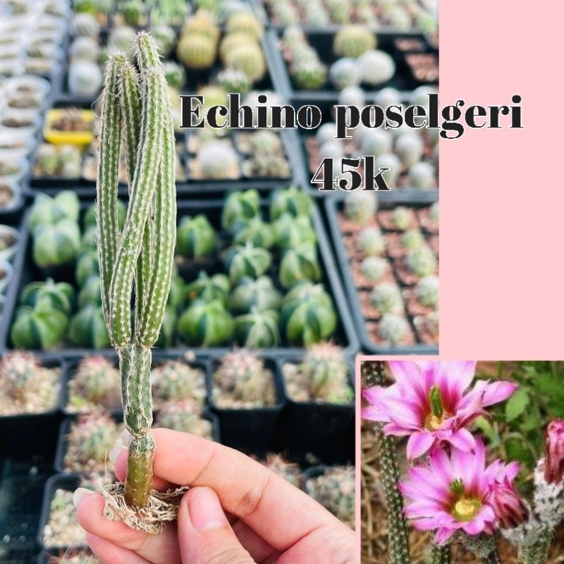 Xương rồng echino poselgeri | Shopee Việt Nam