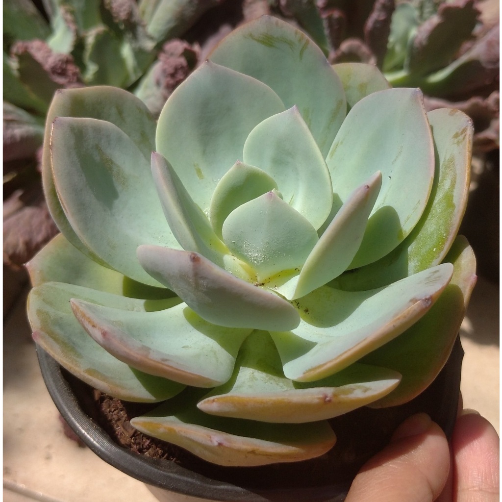 Sen đá bèo Nhật_Echeveria Hakuhou | Shopee Việt Nam