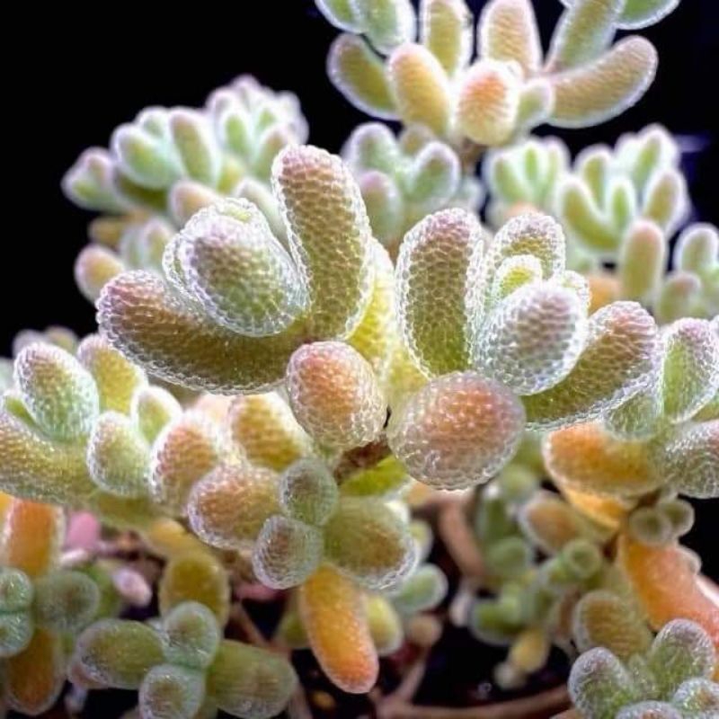 Dicrocaulon ramulosum ( sen đá kẹo đường) ảnh cuối | Shopee Việt Nam