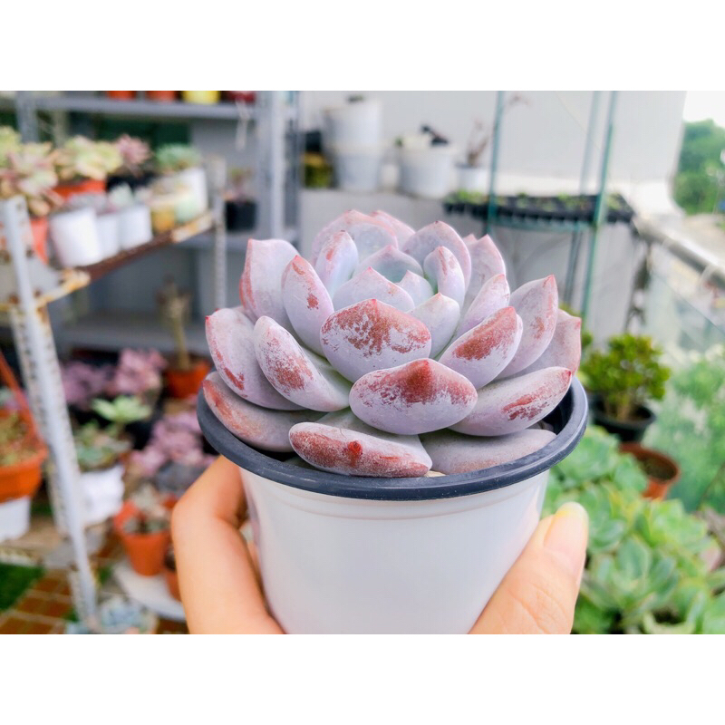 sen đá monroe Hồng | Shopee Việt Nam