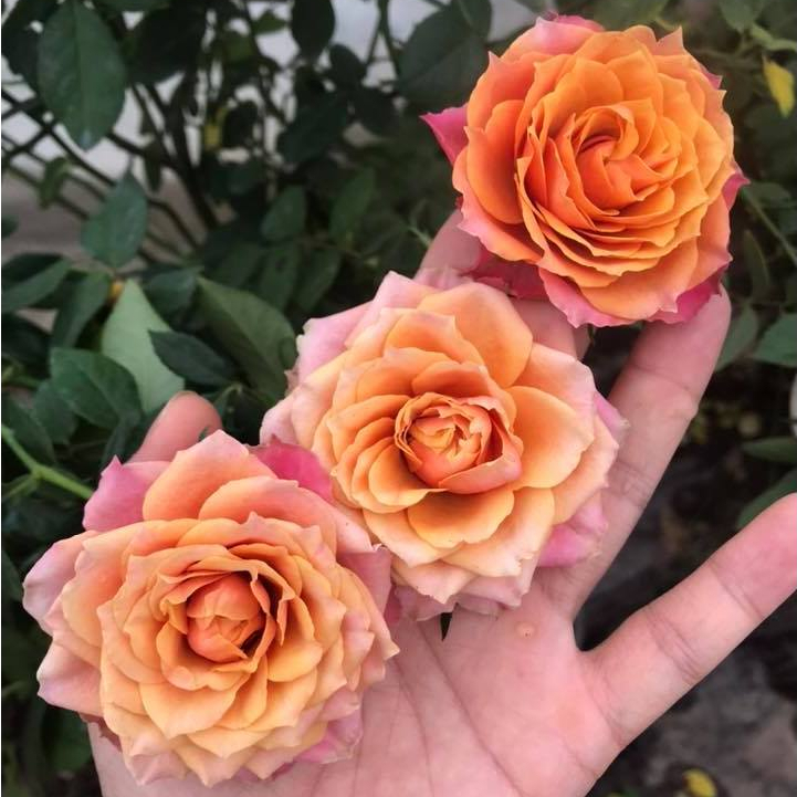 Hoa hồng bụi Napoli Rose - cây sưu tầm | Shopee Việt Nam