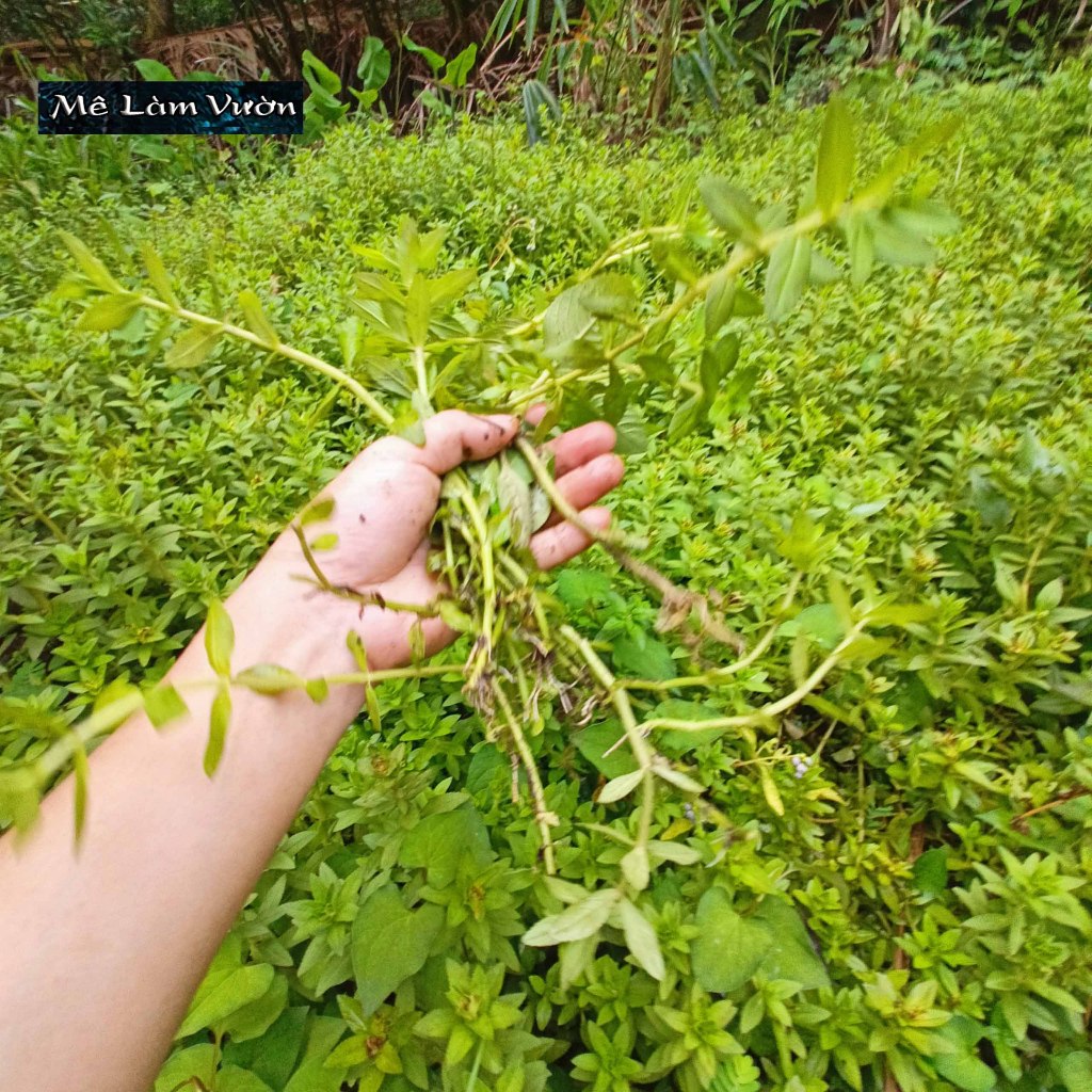 Combo 5 cây rau om giống - Rau ngò om - Rau gia vị thơm ngon (cây như ...