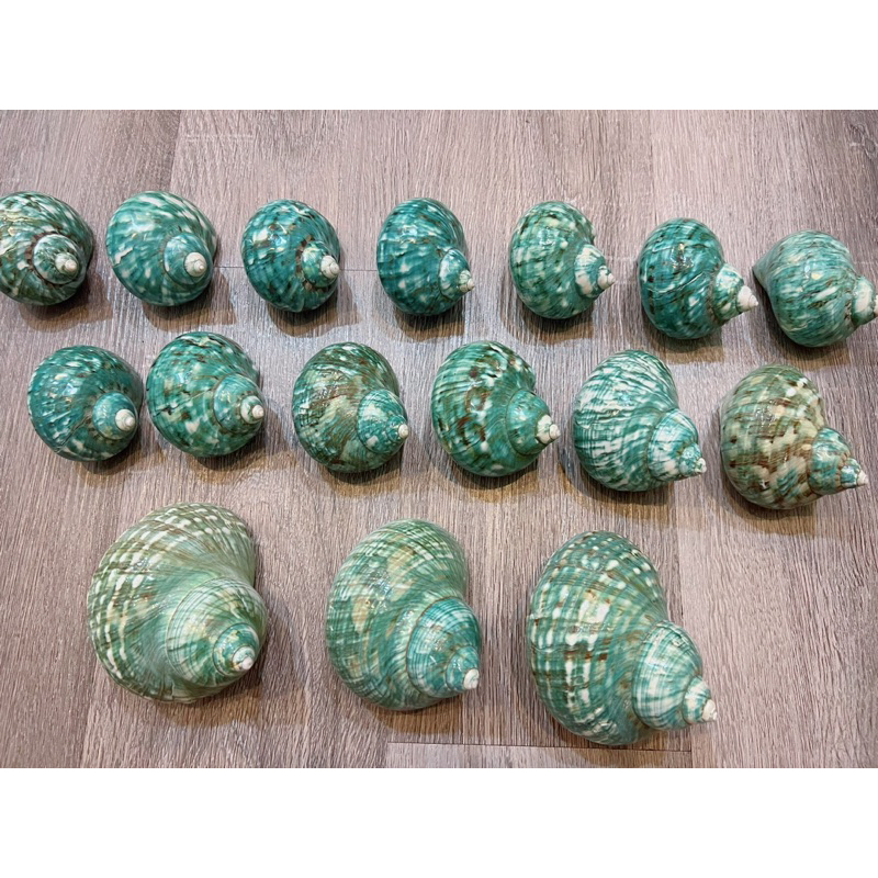 VỎ ỐC XÀ CỪ XANH MÀI NHẴN HÀNG CAO CẤP | Shopee Việt Nam