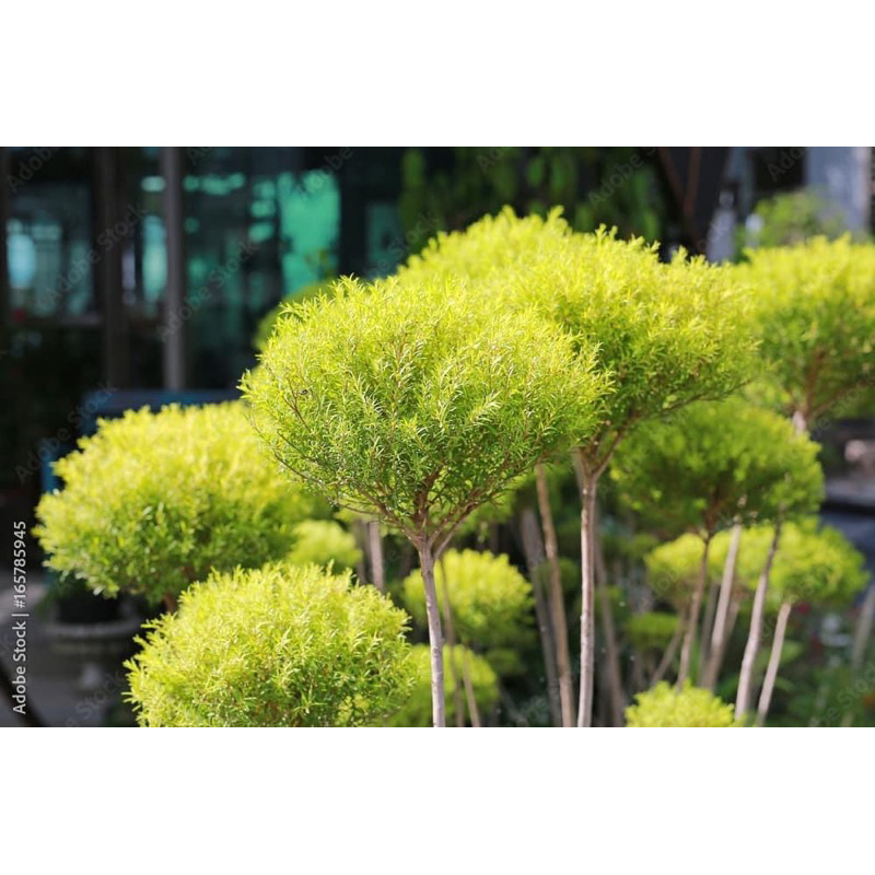 Tràm hoàng kim (dáng tree và dáng thông) / melaleuca bracteata | Shopee ...