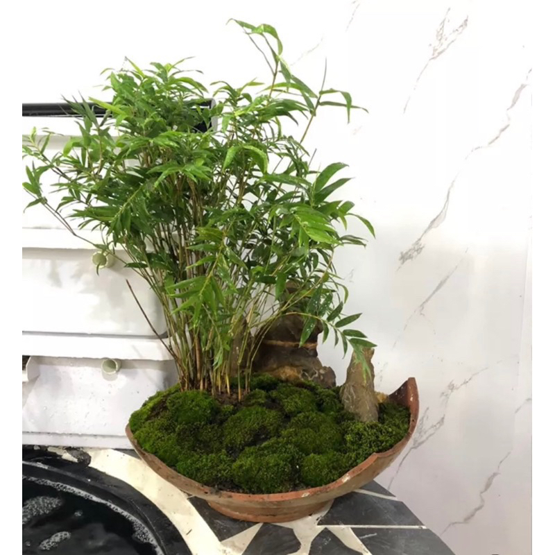 Khóm Cây trúc tăm ( nhiều cây cao khoảng 30cm trở lên) | Shopee Việt Nam