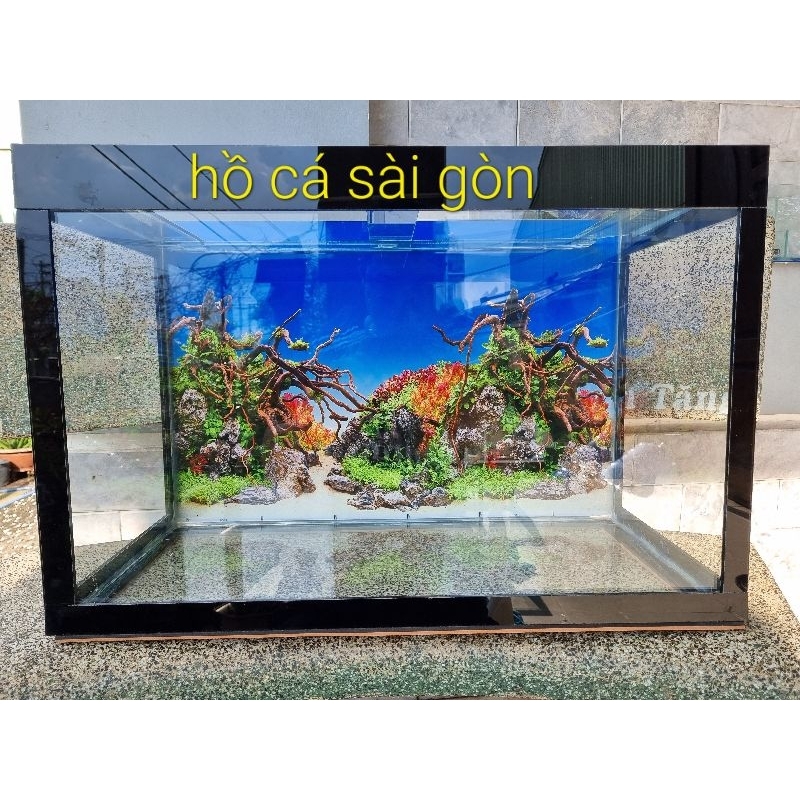 Hồ cá, bể kính, bể cá kích thước 60x40x40 (dài x rộng x cao) | Shopee ...