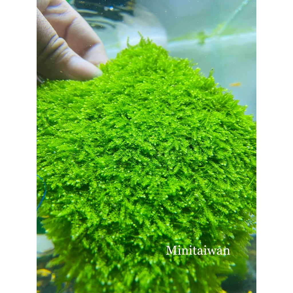 Rêu MiniTaiwan / Mini Taiwan ( Hàng dưỡng dầy đẹp của Việt Nam ...