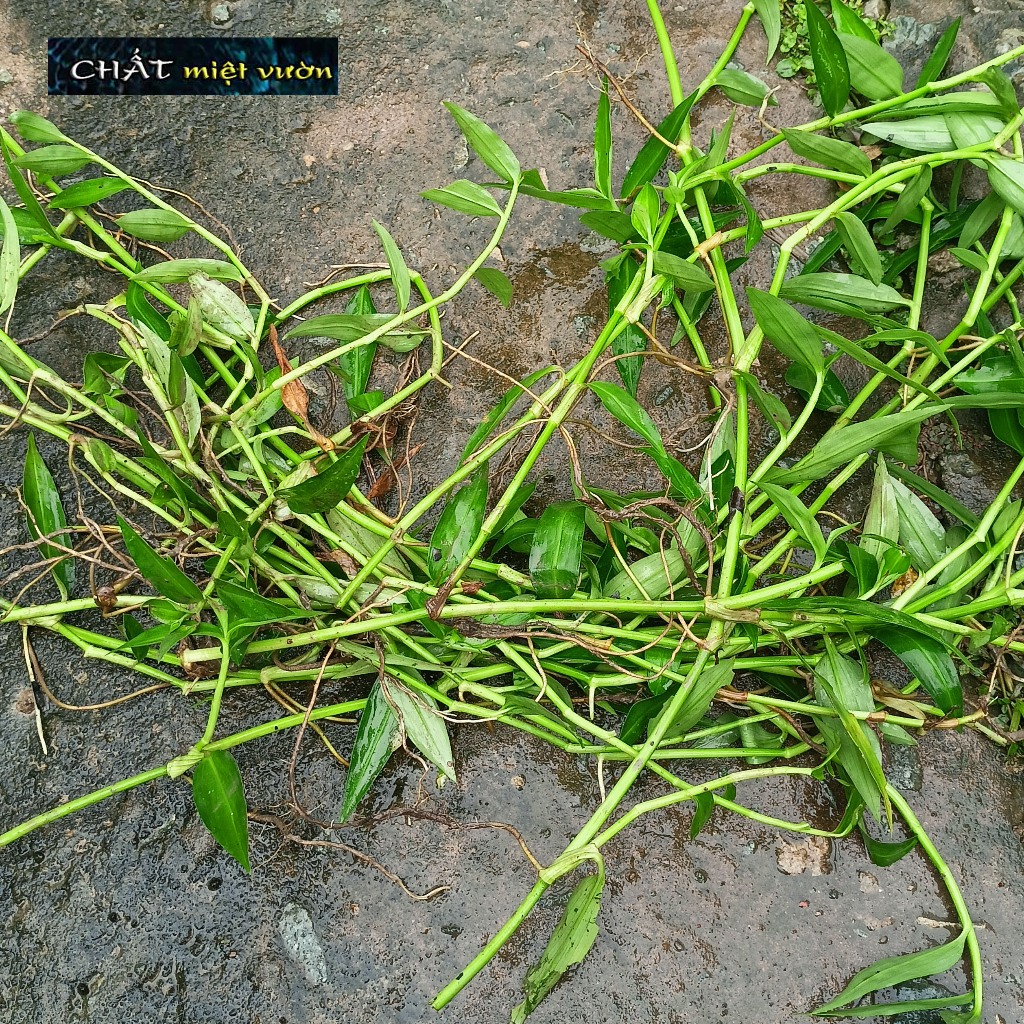 Cây Rau Trai giống - Thài lài trắng giống (cây rễ trần dài ~35cm ...