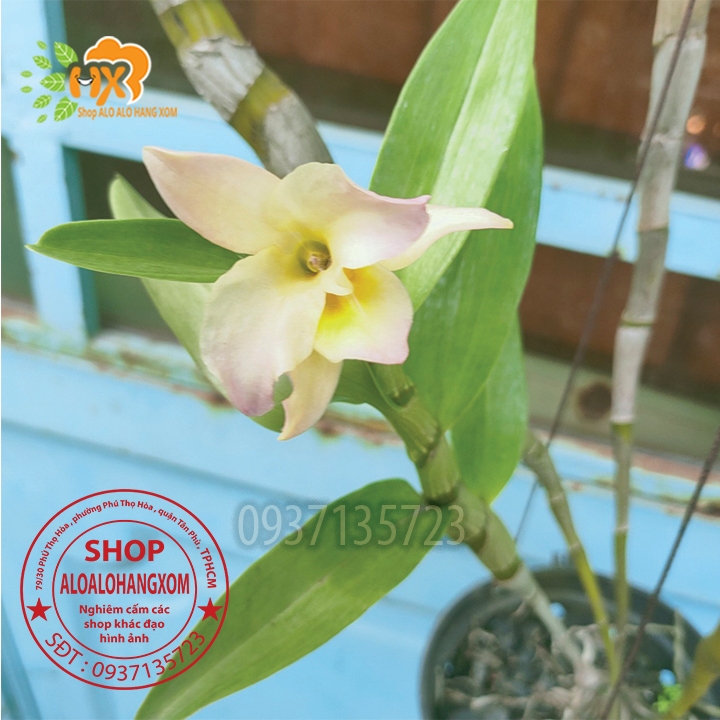 cây lan denro mùa xuân màu vàng ( viền hồng, mắt đen ) | Shopee Việt Nam