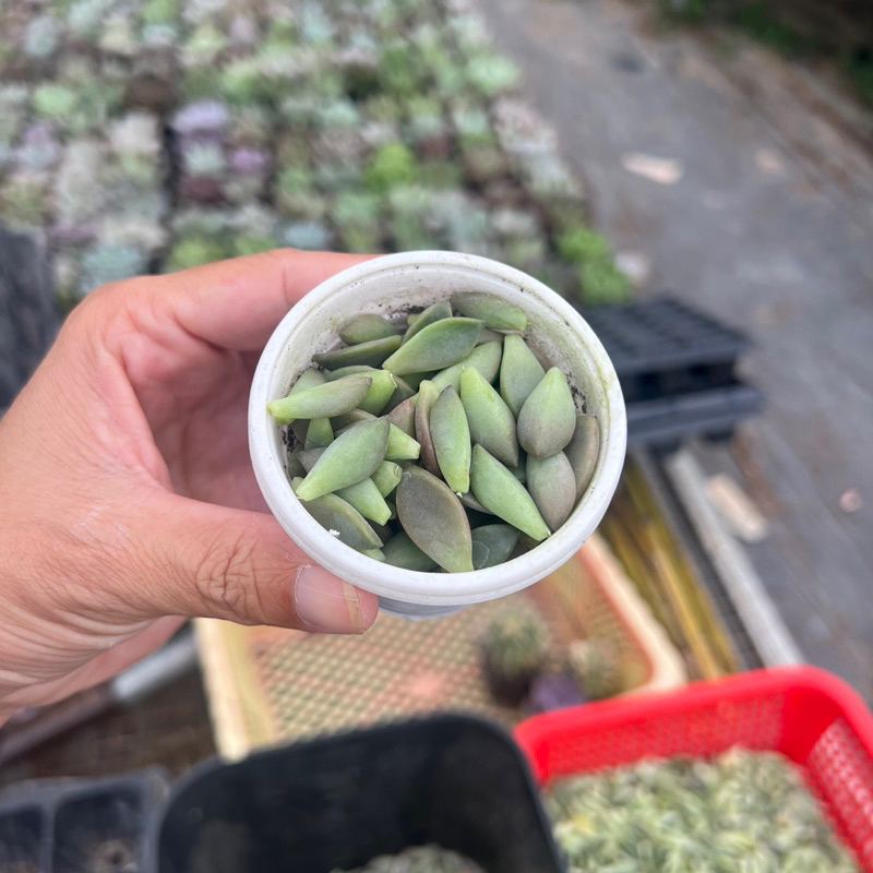 1 hủ Yaua đầy lá sen đá Đá Nâu chưa lên mầm, size lá tí hon, cây cảnh ...