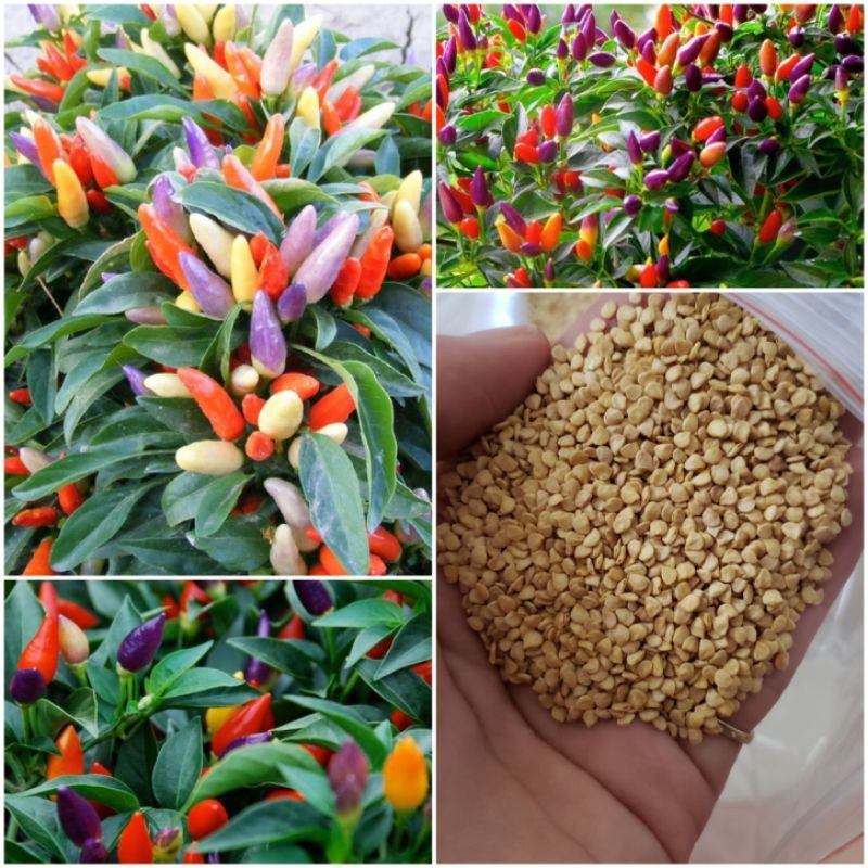 Hạt giống Ớt ngũ sắc (20 hạt) Hạt giống Ớt nảy mầm tốt, trồng quanh năm ...