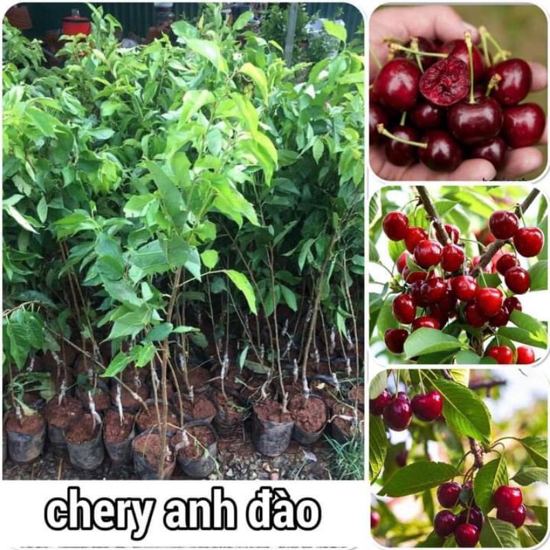 Cây giống Cherry anh đào nhập khẩu chuẩn giống quả siêu ngon 15tháng ...