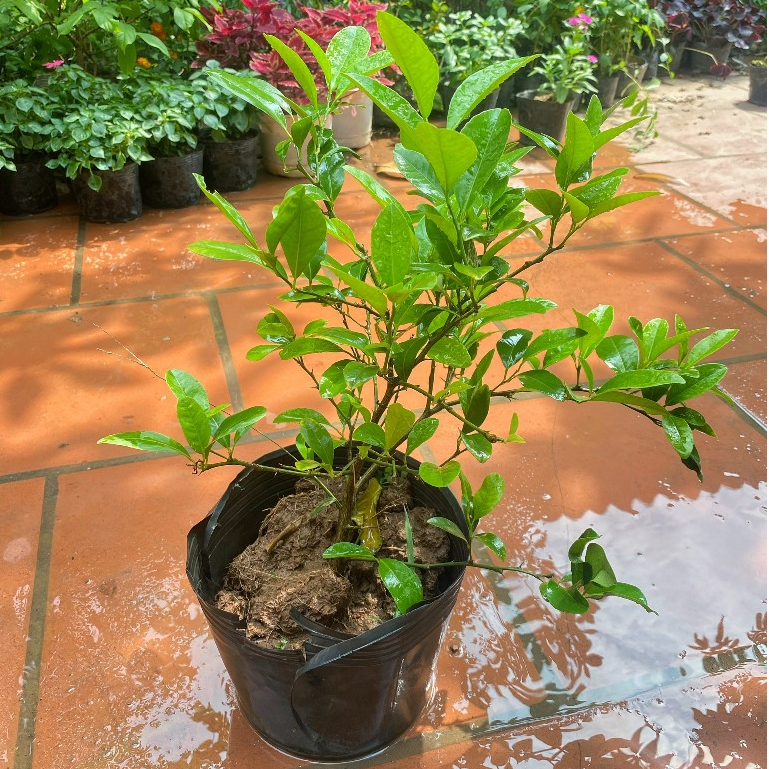 Cây chanh ta cây cao 40cm tán xum xuê, đã có thể ra quả cây thích hợp ...