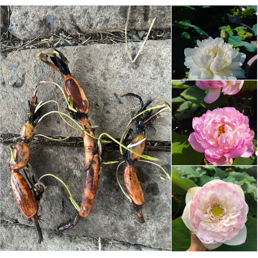 Cây Giống Củ Giống Hạt giống hoa sen mini Nhật nhiều màu chịu nhiệt F1 ...