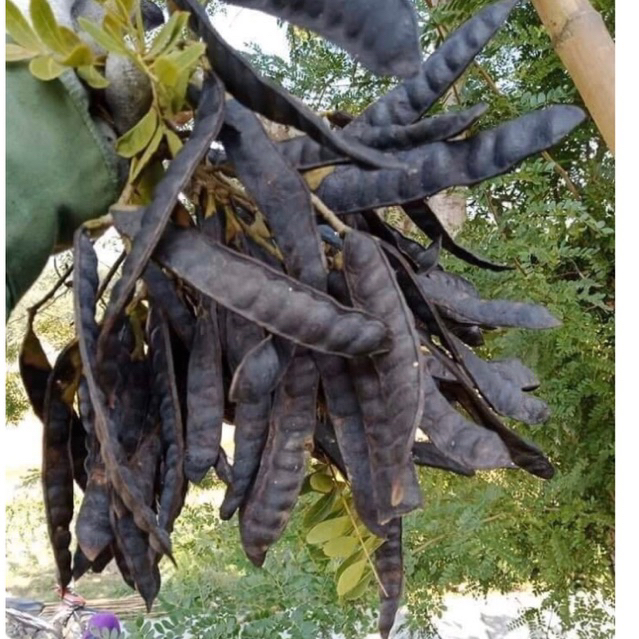 Bồ Kết Khô 500g ( bồ kết sạch, phơi khô tự nhiên k sử d ụng th uốc tr ...