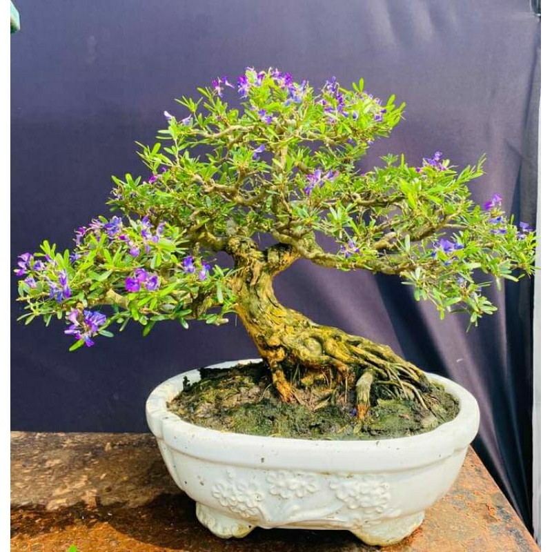 Cây linh sam 86 đã tạo dáng, có sẵn chậu Bát Tràng | Shopee Việt Nam