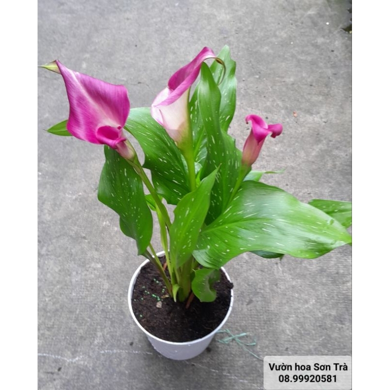 (VHST - GIAO TRONG NGÀY) Cây hoa CALLA LILY (LOA KÈN) hoa hồng, đang ...