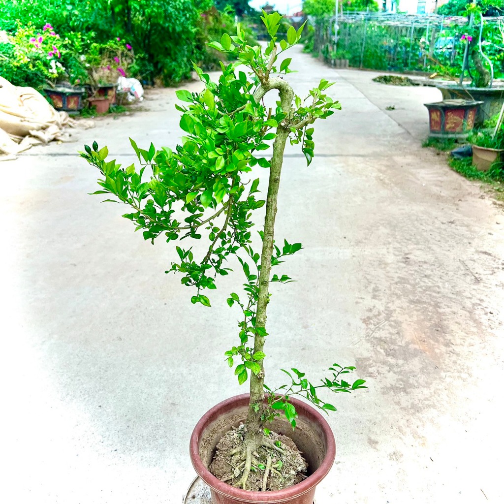 Cây nguyệt quế siêu hoa dáng trực cao 70-80cm | Shopee Việt Nam