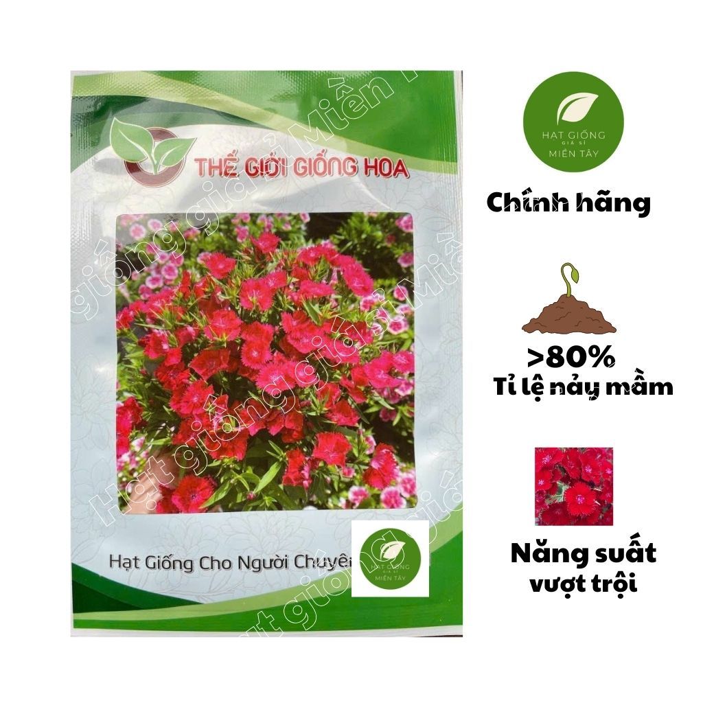 Hạt Giống Hoa Cẩm Chướng Lùn Đỏ Tươi TGGH (GÓI 100 HẠT) -Thân thấp ...